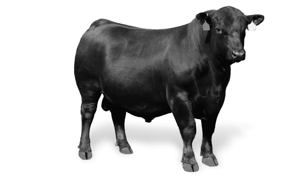 Whole Black Angus Cow for Sale - Man Made Cattle