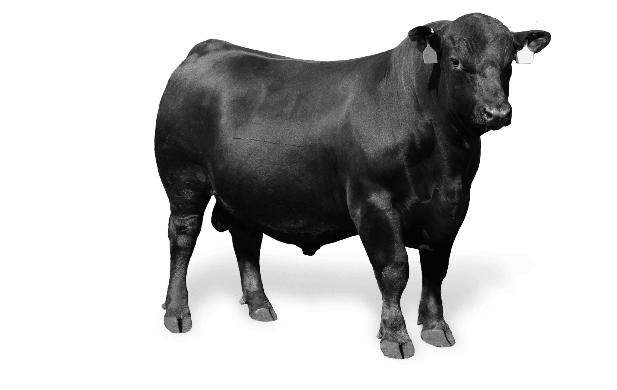 How Much Does a Whole Cow Cost? ManMade Cattle's Pricing vs. Grocery Store - Man Made Cattle